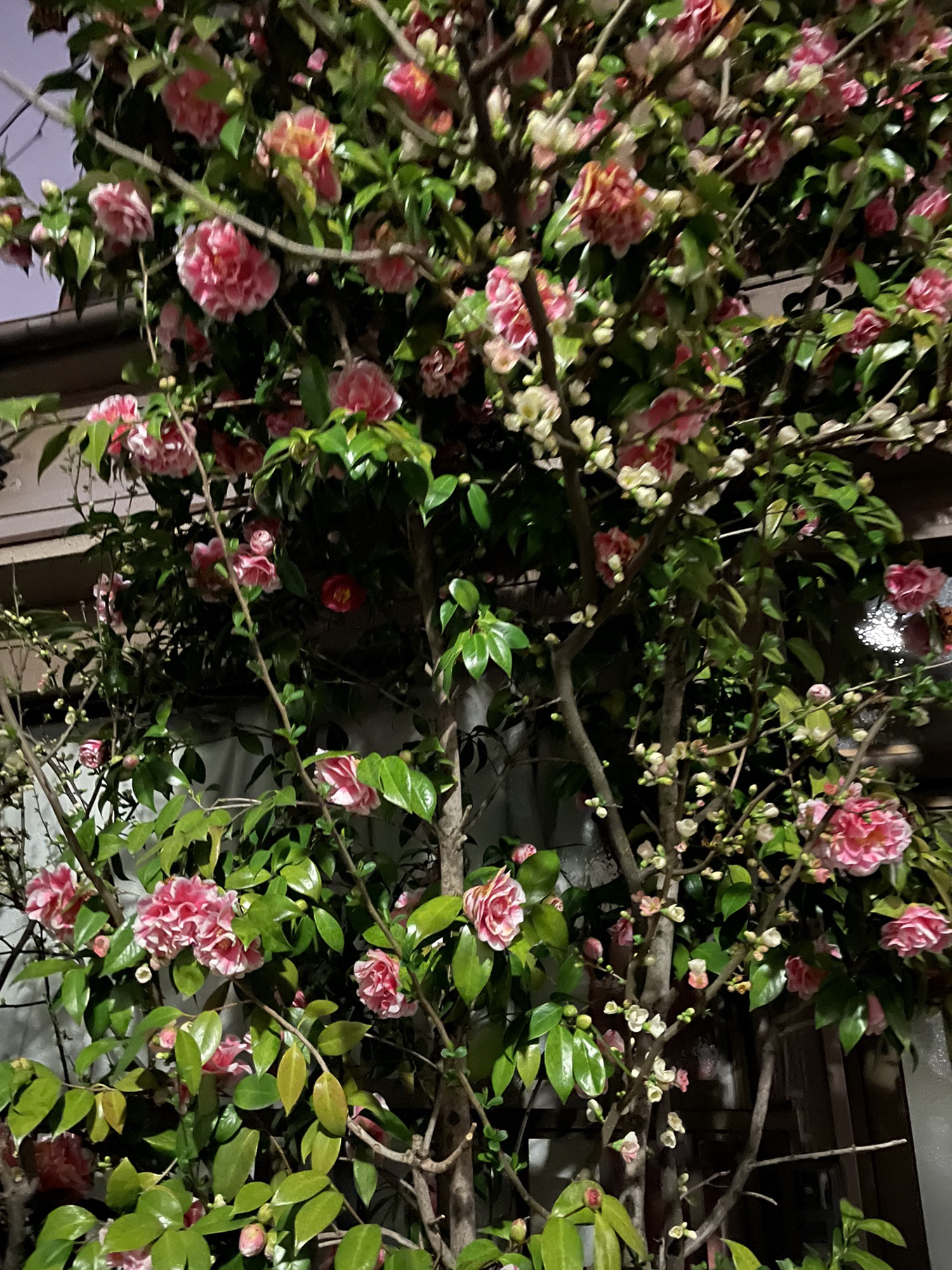 誕生する瞬間 | Haruna Watanabe