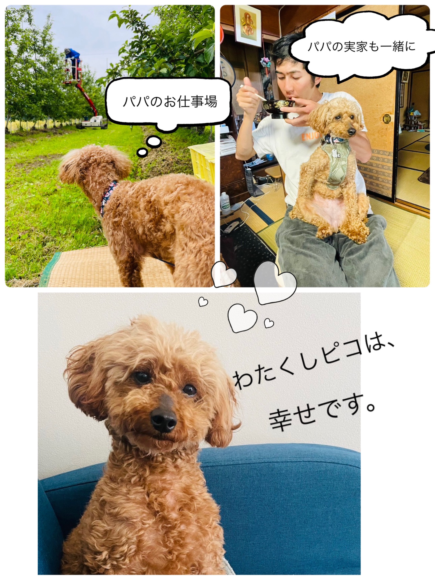 5月 譲渡・支援物資・ご寄付報告♪♪ | NPO法人 一匹でも犬・ねこを救う会