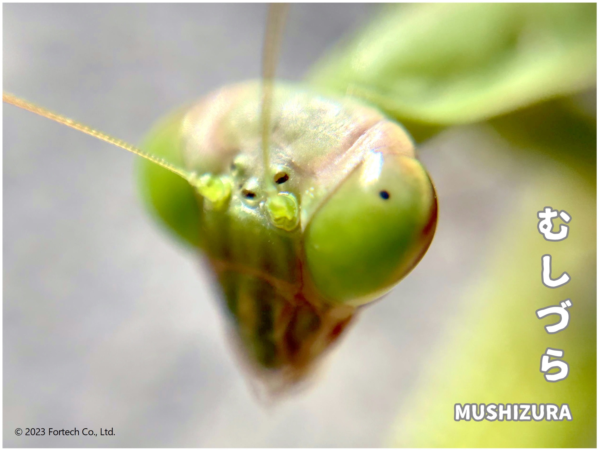 むしづら | Fortech Information