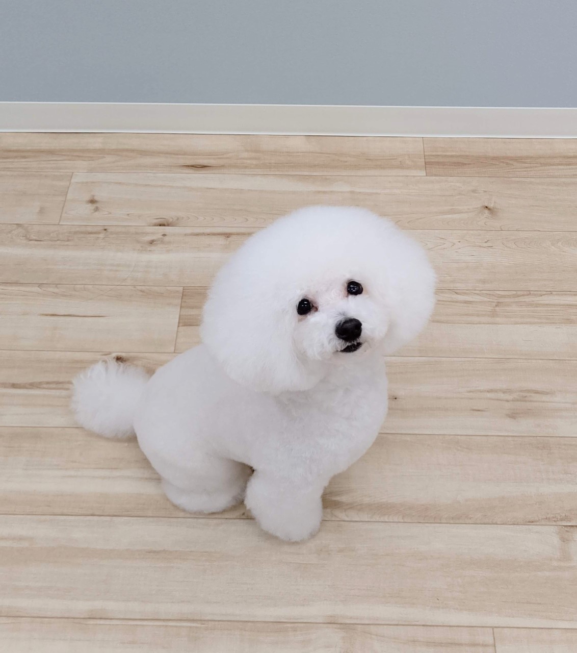 CONTACT | dog care salon cocoro