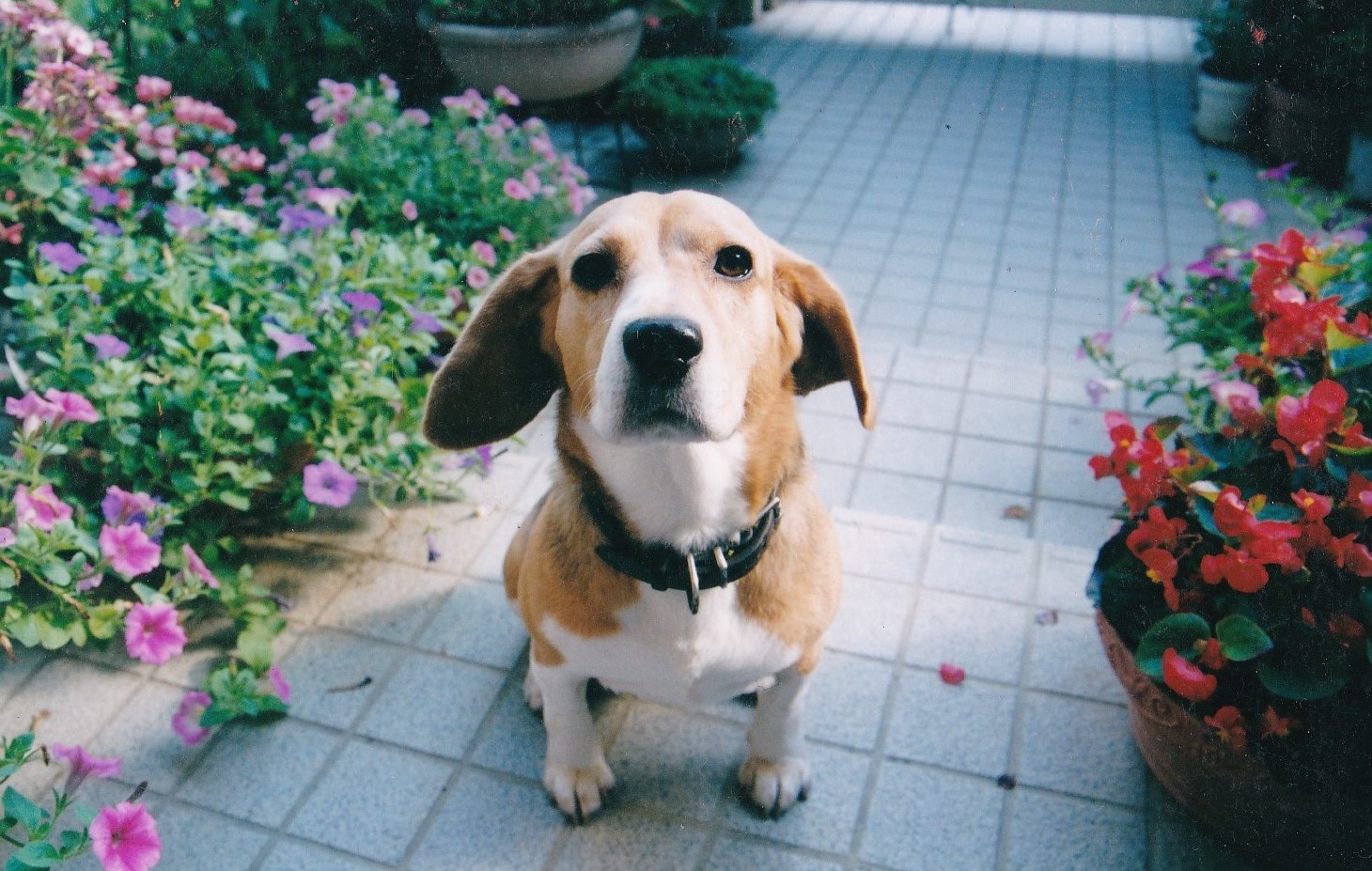 ABOUT | dog care salon cocoro