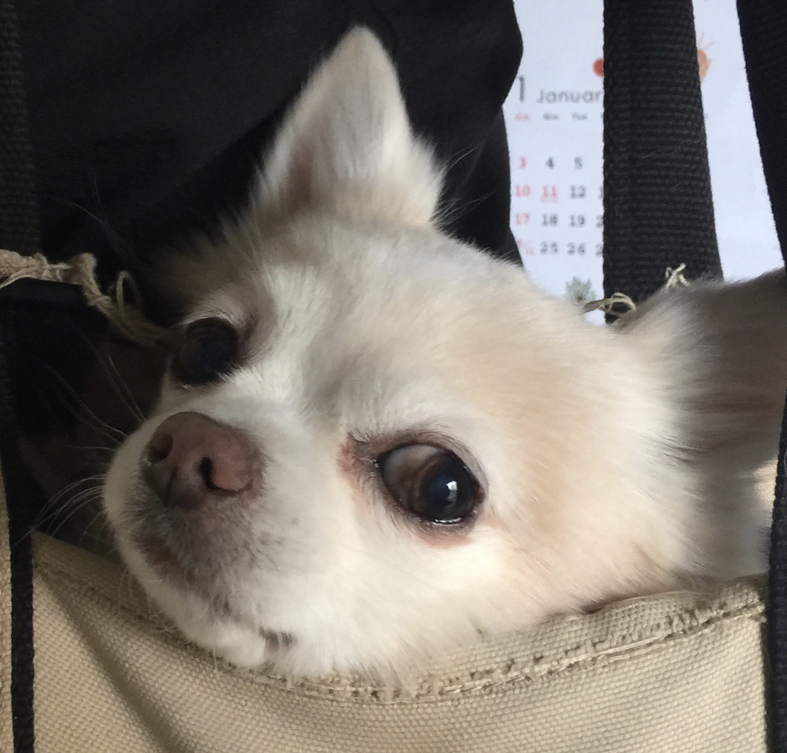 Kennel Care | Kennel BOX