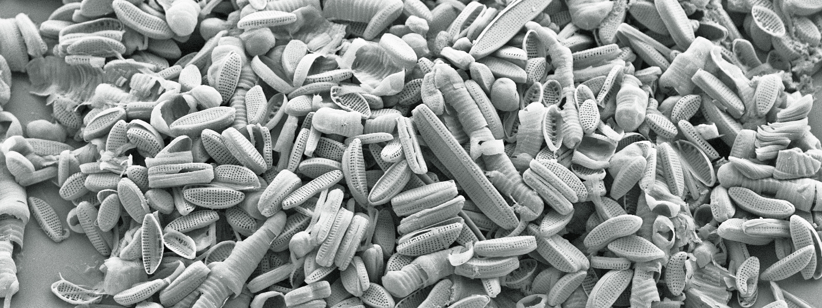 publication | Sato Lab