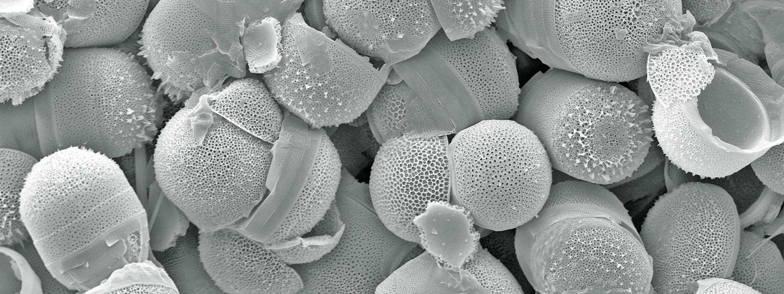 presentation | Sato Lab