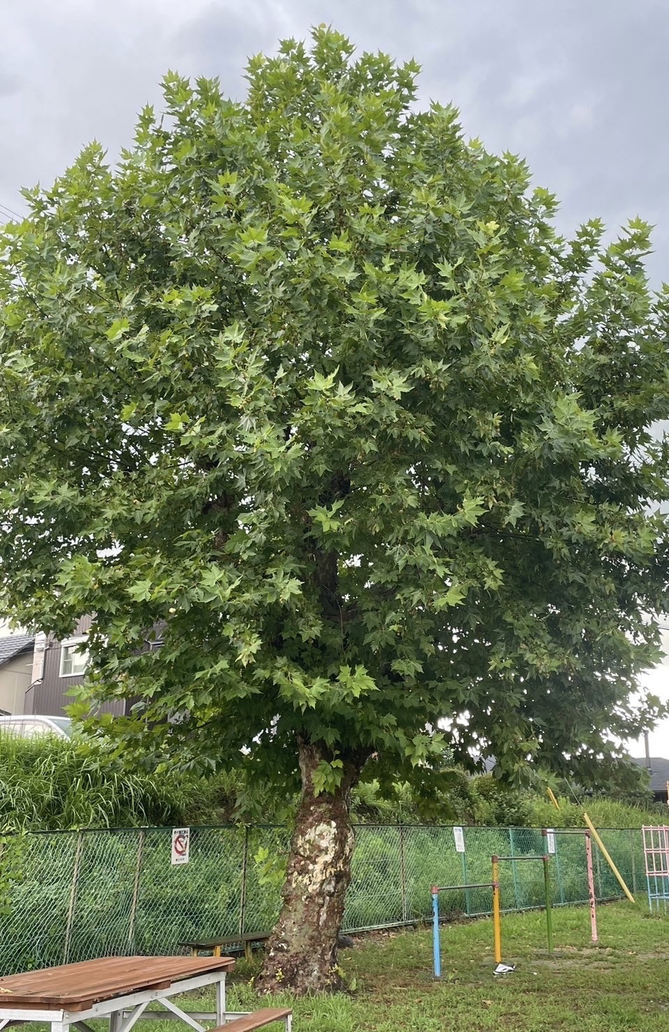 9月2日 フリースクール完全無料開放日 | NPO法人たんぽぽの風