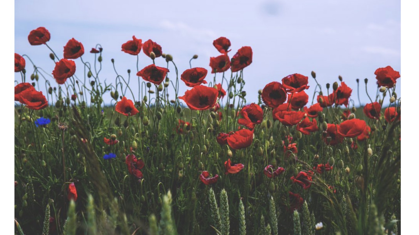 PROFILE | Sheep soapmaking studio