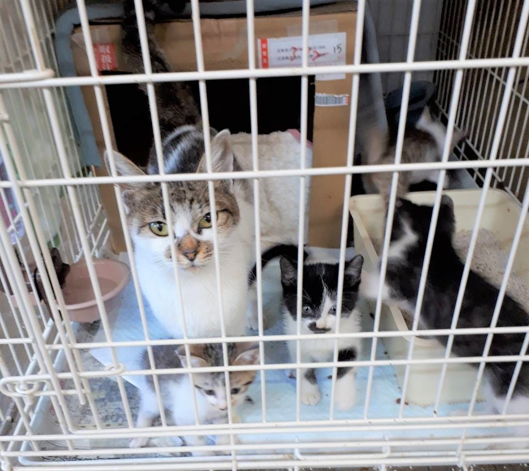 地域猫とTNR | NPO法人千曲ねこの会