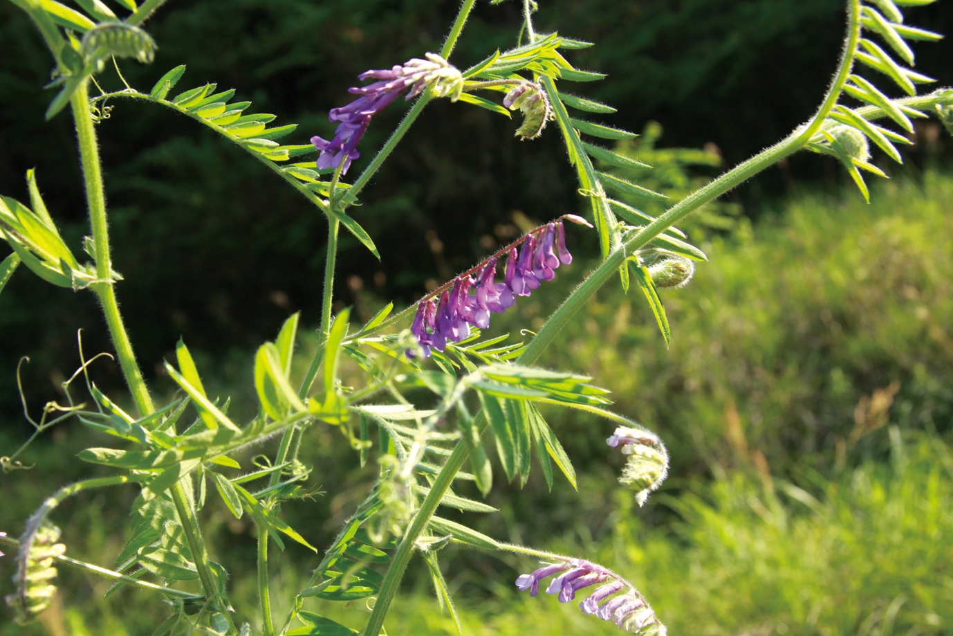 マメ科 | 山口・琉球等帰化植物図鑑 2017
