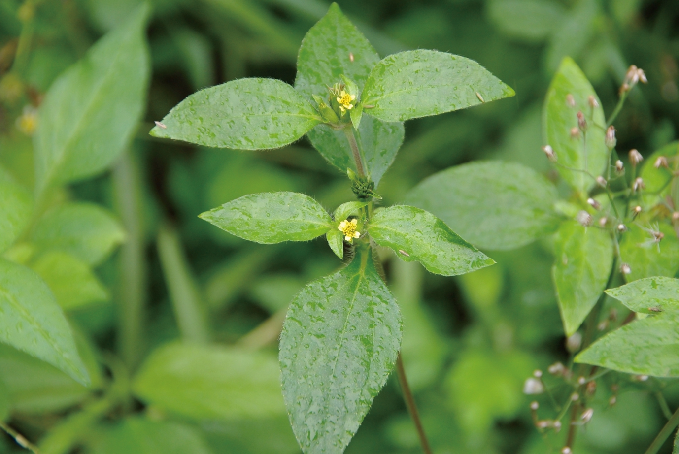 フシザキソウ | 山口・琉球等帰化植物図鑑 2017