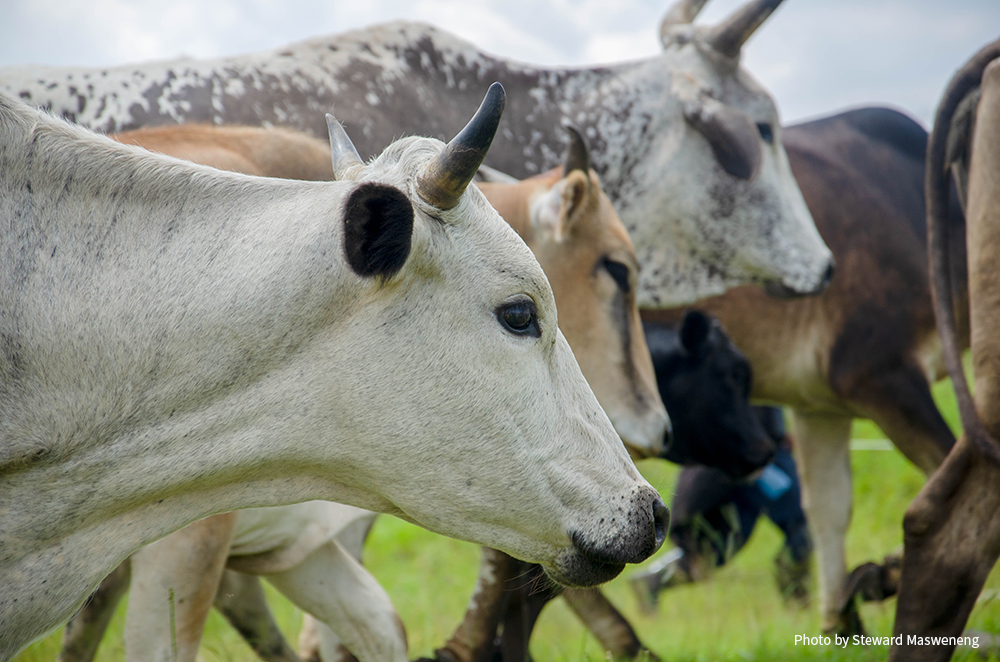 What's Cattle？ | Cattle.co.,ltd