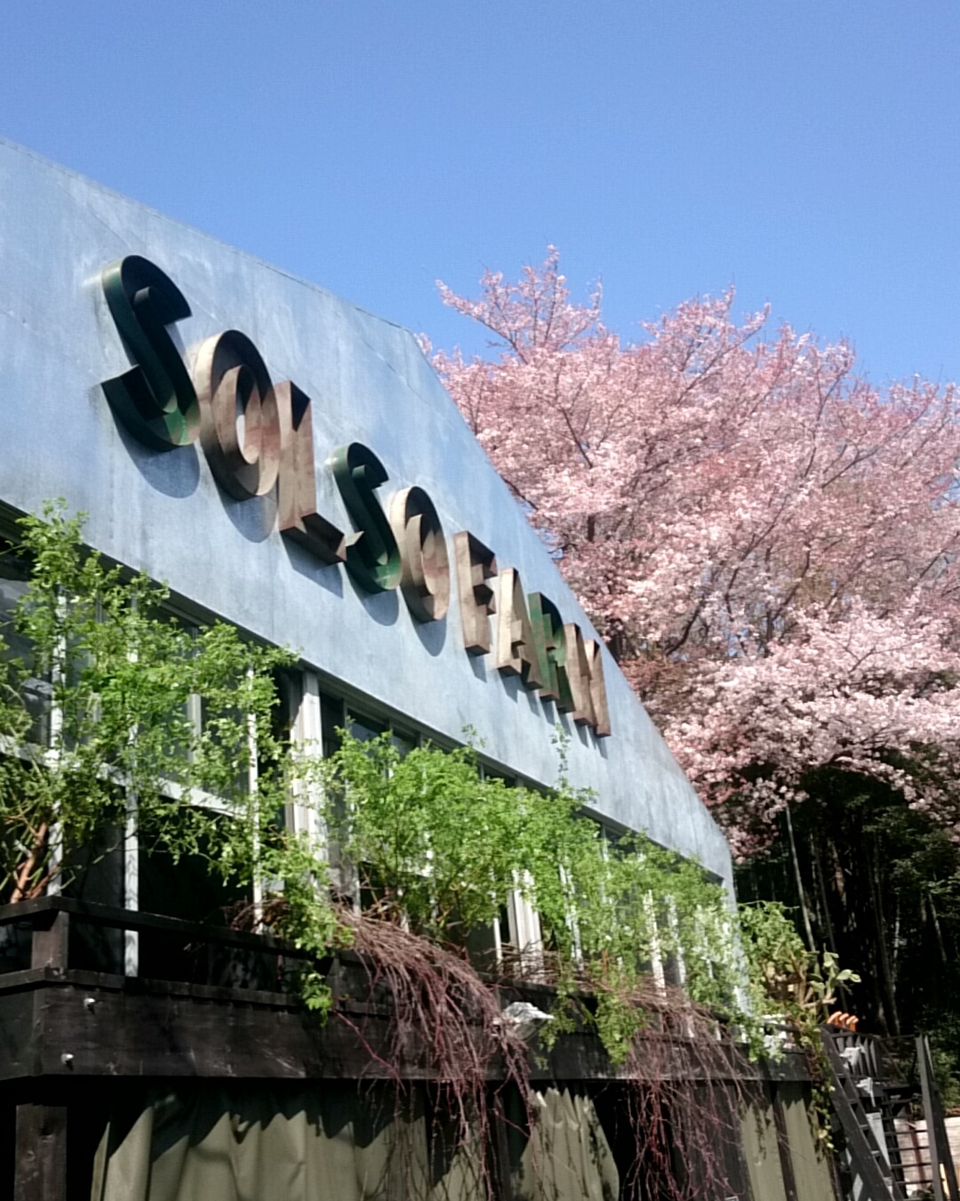 SOLSO FARM | p.succulent