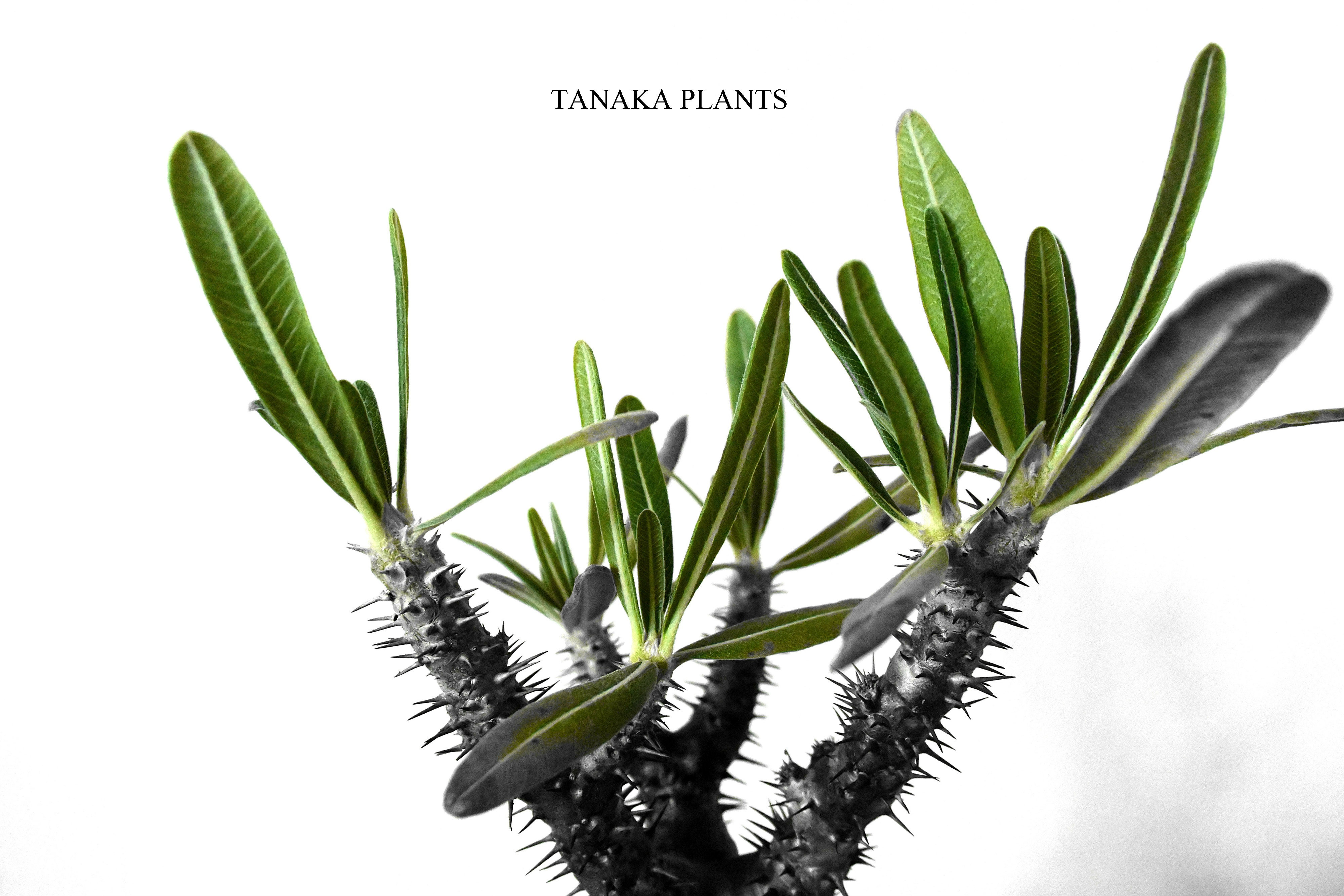 TANAKA PLANTS