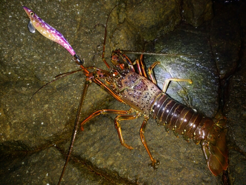 Japanese spiny lobster･･･ | 釣魚図鑑1