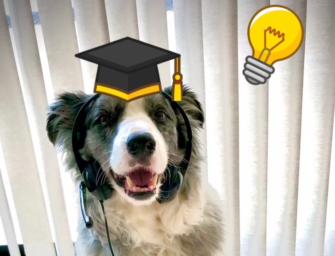 Online | Waggle Dog Training