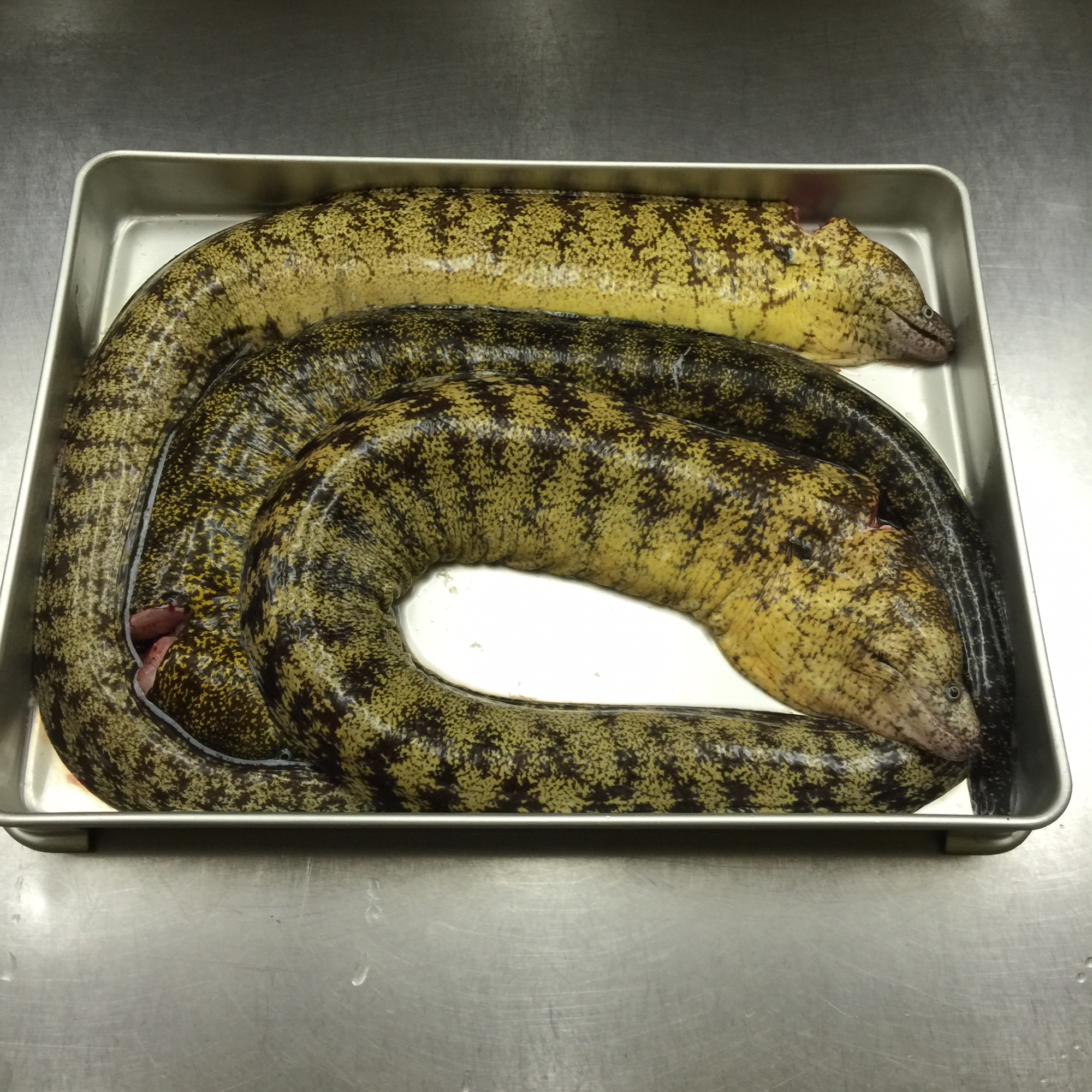 食堂 Imura 本日の仕入れネタ ウツボ編 | Imura | 大府市・共和 "泊まれる"居酒屋