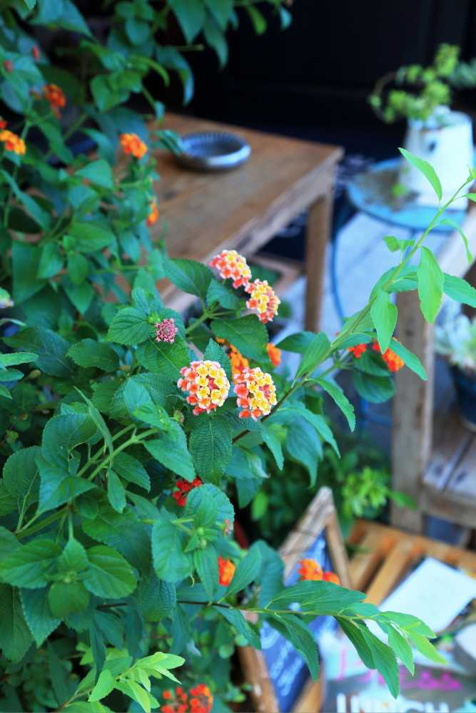 ランタナの咲くカフェ | match33's Ownd