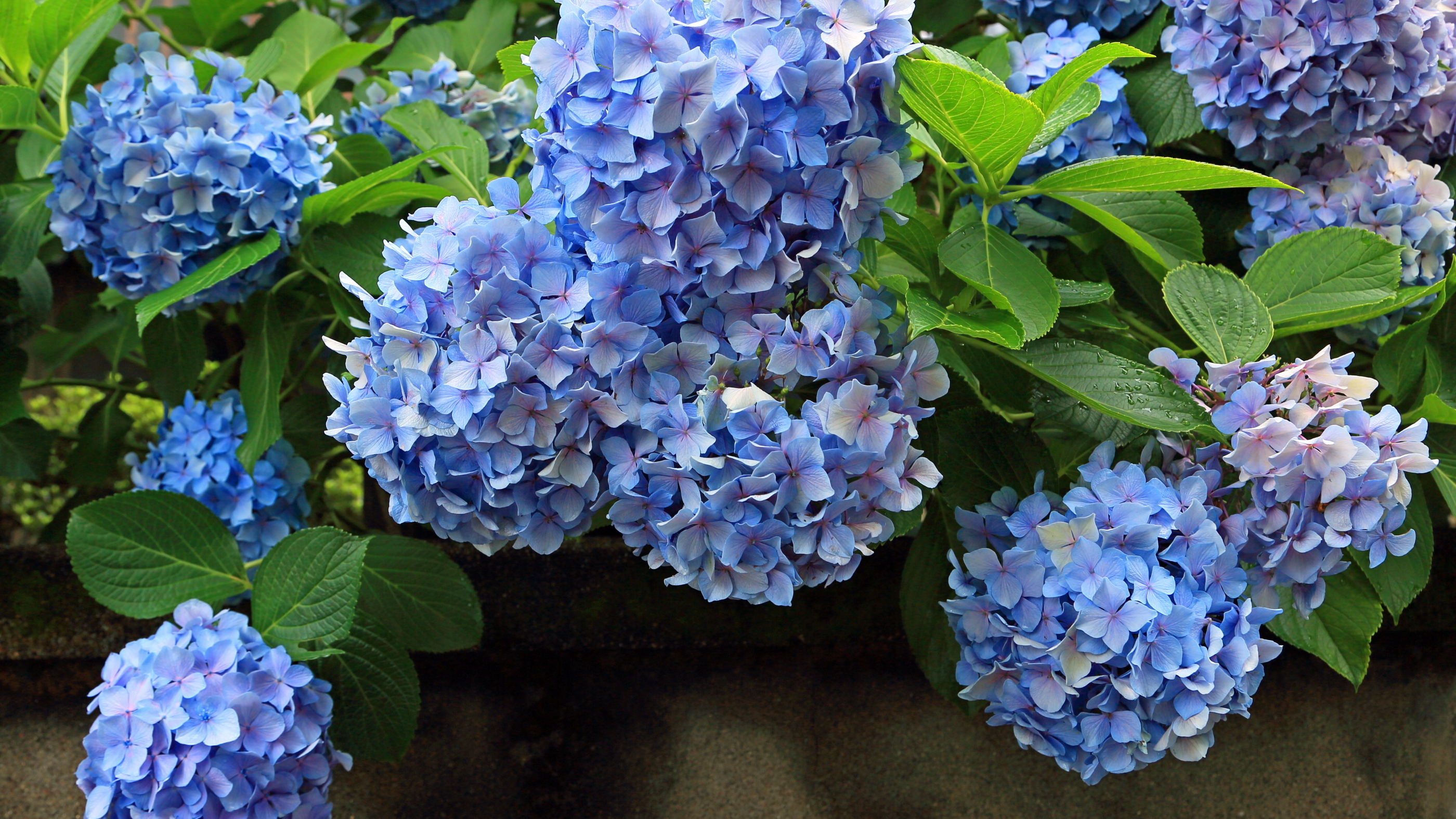 雨が小粒の真珠なら～♫ 紫陽花ですけどね | match33's Ownd