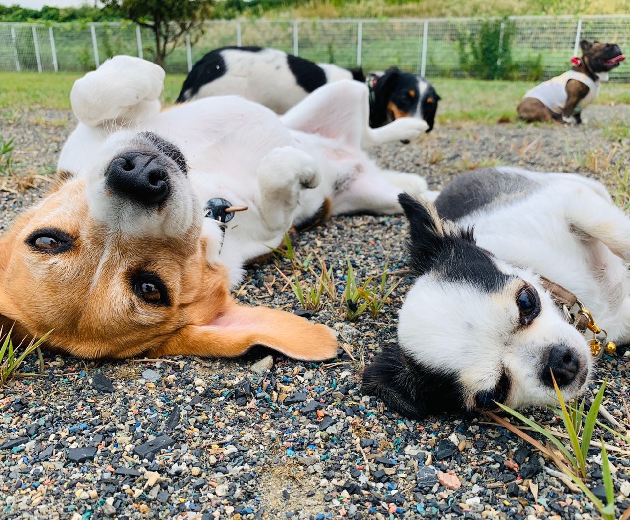 AJ ドッグコミュニティクラブ