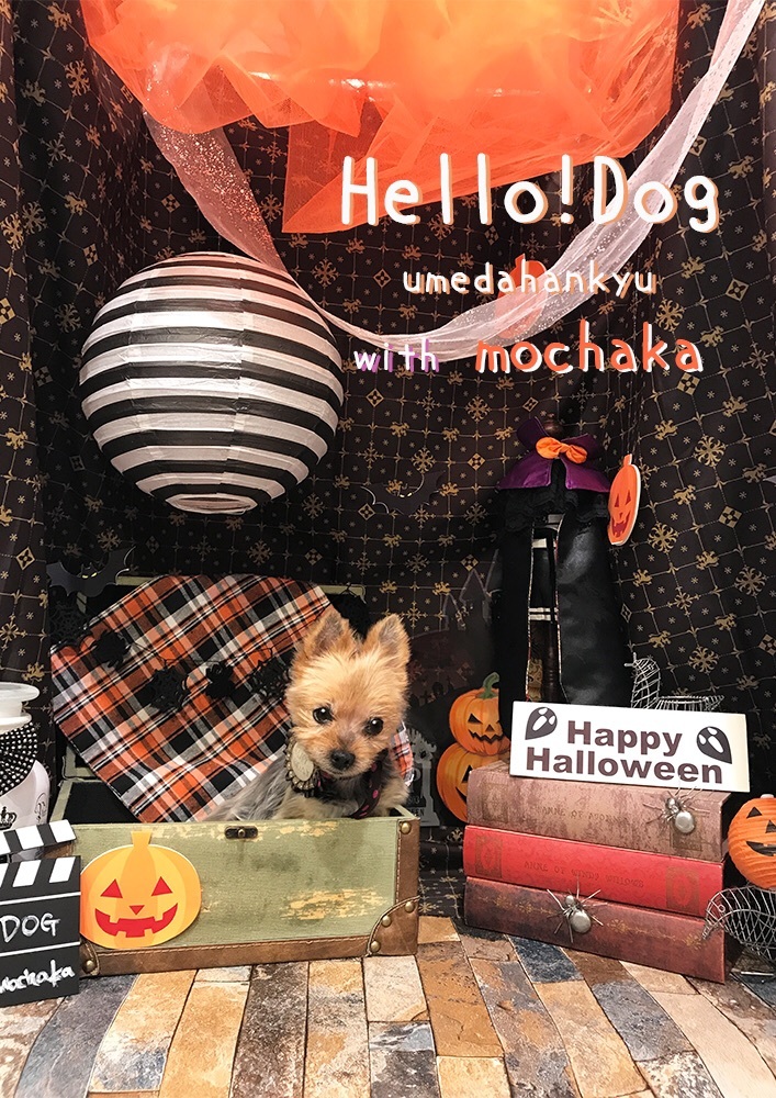 阪急ハロードッグうめだ阪急店 お知らせ | 藻茶香 ～mochaka～