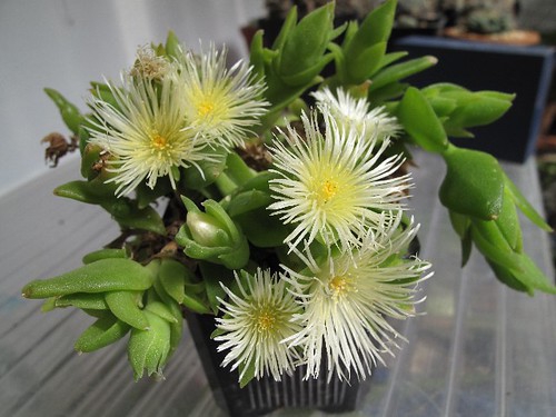 The Emphasis of Sceletium tortuosum Medicinal Plant ...