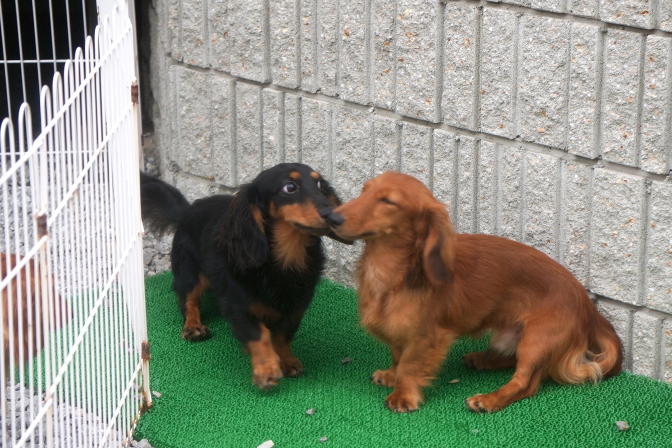 お庭の隅っこで逢い引きしてる、お二人さん | GRACE WAN KENNEL