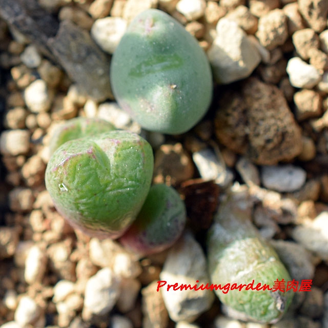 Conophytum klinghardtense | Matunai illustrated Succulents PART1