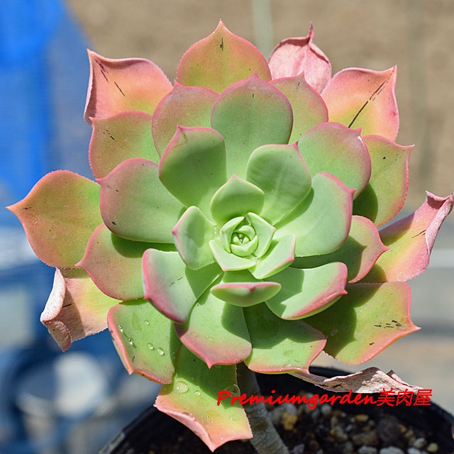 Aeonium percarneum | Matunai illustrated Succulents PART1