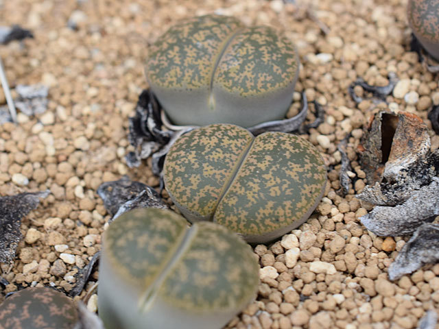 C139 Lithops lesliei ssp. lesliei v. lesliei | Matunai illustrated ...