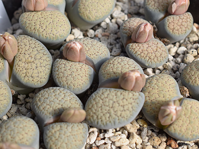 C129 Lithops verruculosa v. verruculosa | Matunai illustrated ...