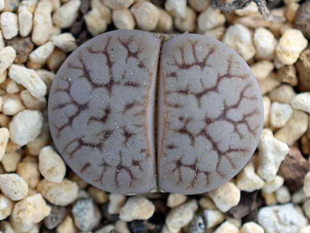 C384 Lithops pseudotruncatella ssp. dendritica | Matunai illustrated ...