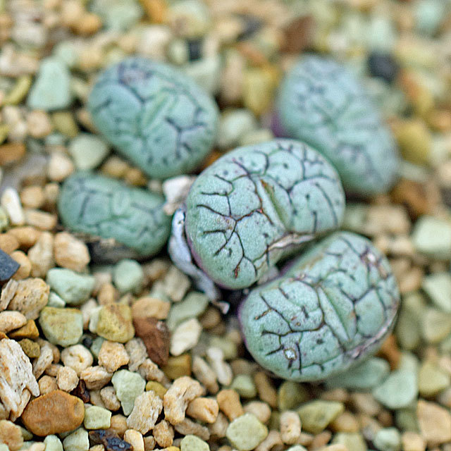 Conophytum wittebergense | Matunai illustrated Succulents PART1