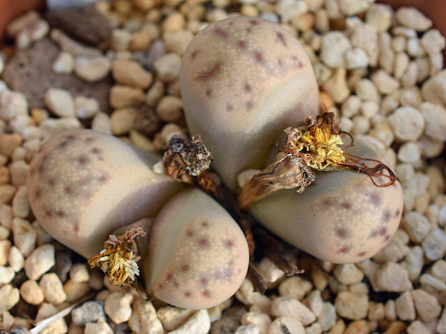 C180 Lithops dinteri ssp. frederici | Matunai illustrated Succulents PART1