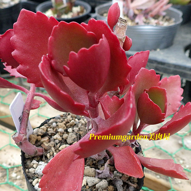 Kalanchoe SEXANGULARIS | Matunai illustrated Succulents PART1