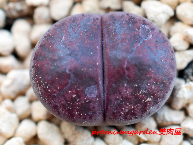 Lithops lesliei v. lesliei "Rhubarb" | Matunai illustrated Succulents PART1