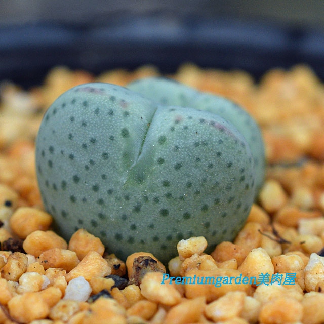 Conophytum blandum | Matunai illustrated Succulents PART1