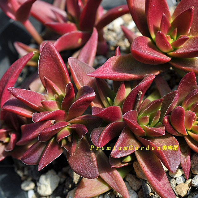 Crassula fusca | Matunai illustrated Succulents PART1