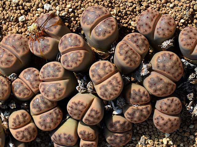 C181 Lithops dinteri ssp. multipunctata | Matunai illustrated ...