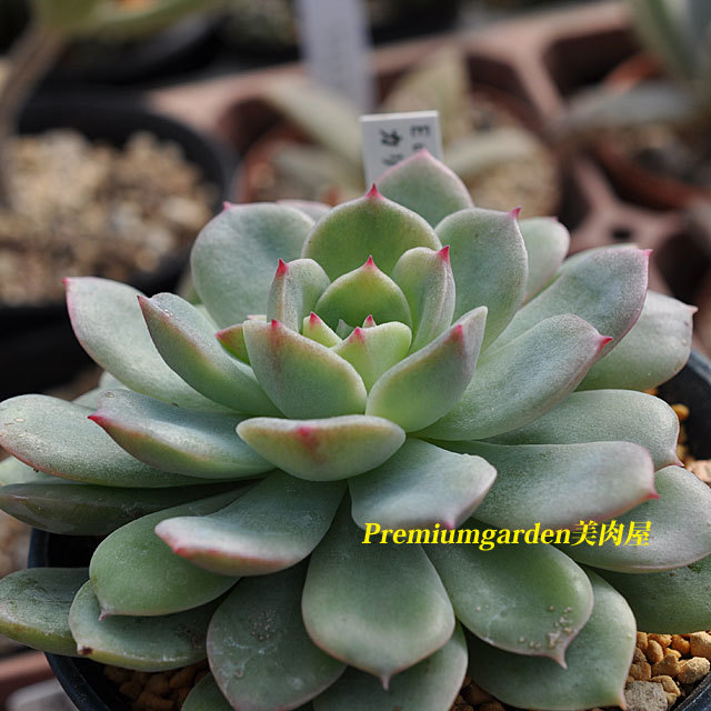 Echeveria californica | Matunai illustrated Succulents PART1