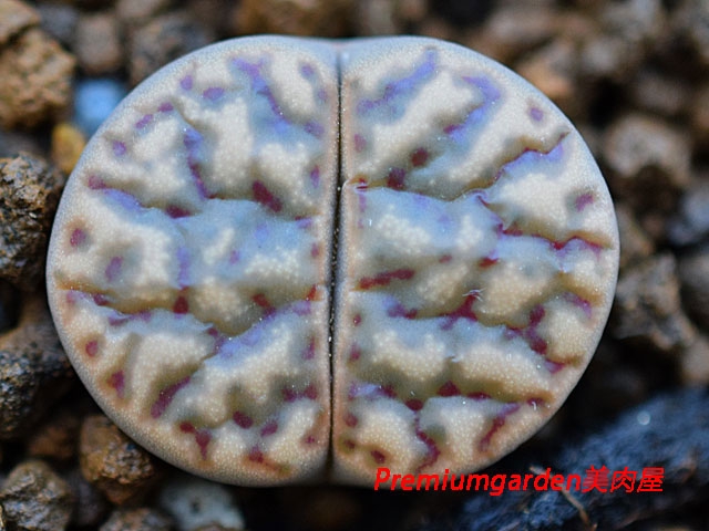 C368 Lithops bromfieldii v. bromfieldii | Matunai illustrated ...