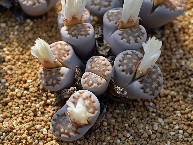 C323 Lithops julii ssp. fulleri v. fulleri | Matunai illustrated ...