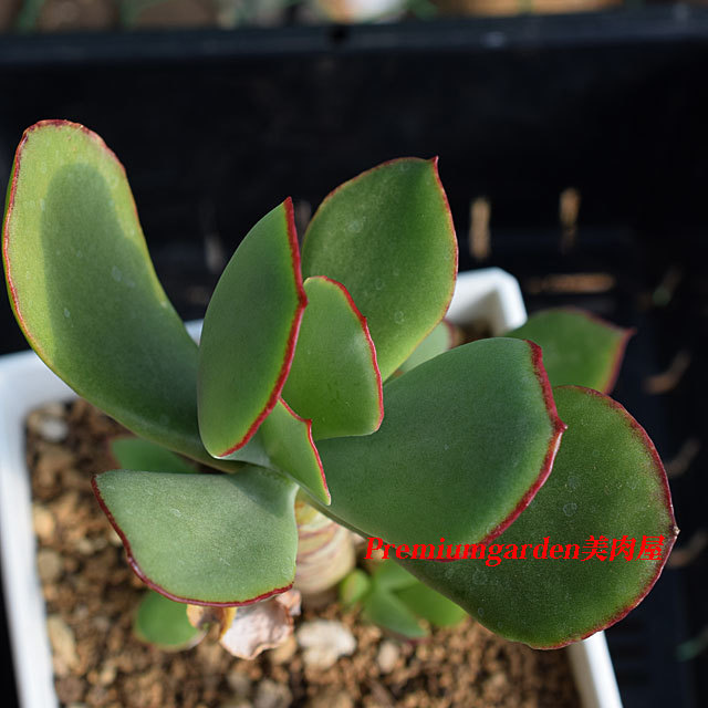 Cotyledon macrantha var. virescens | Matunai illustrated Succulents PART1