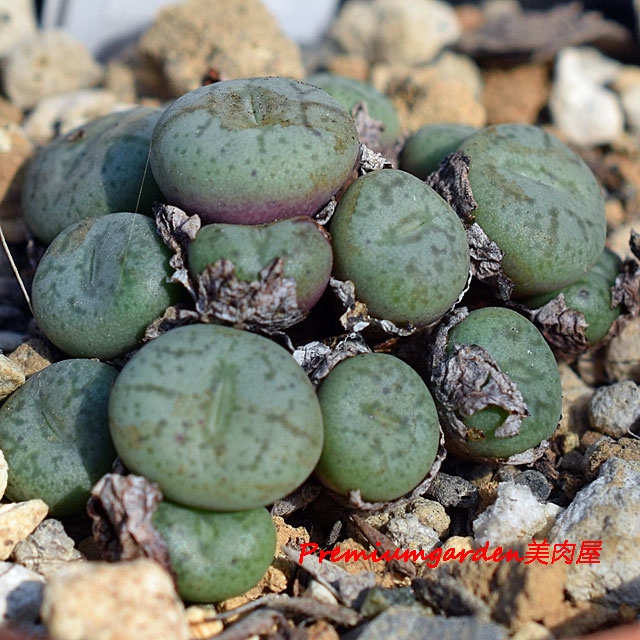 Conophytum minimum | Matunai illustrated Succulents PART1