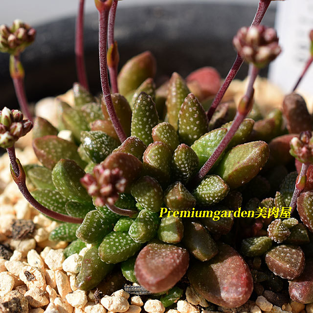 Crassula sp | Matunai illustrated Succulents PART1
