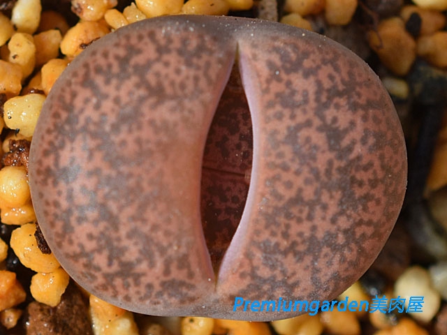 Dinterops favors Mama | Matunai illustrated Succulents PART1