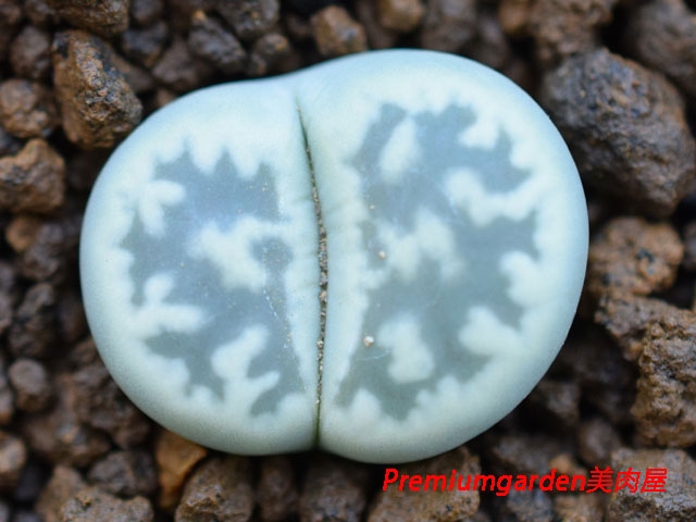 C295 Lithops karasmontana ssp. bella | Matunai illustrated Succulents PART1