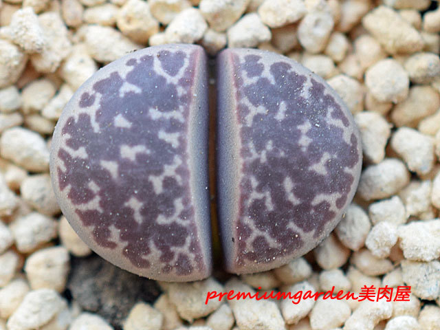 C304 Lithops naureeniae | Matunai illustrated Succulents PART1