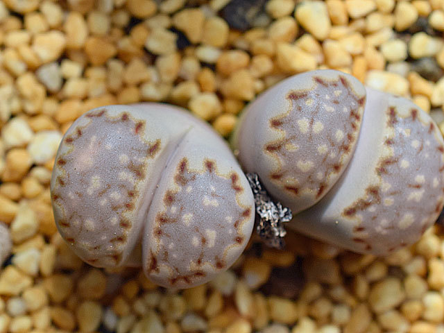 C162A Lithops julii ssp. fulleri v. fulleri | Matunai illustrated ...