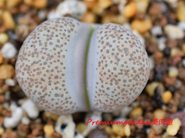 C134 Lithops terricolor (Prince Albert Form) | Matunai illustrated ...