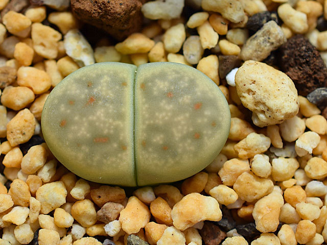 C206A Lithops dinteri ssp. dinteri v. dinteri 'Dintergreen' | Matunai illustrated Succulents PART1