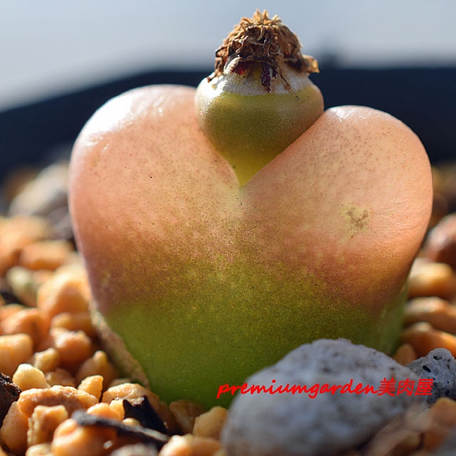 Conophytum maughanii | Matunai illustrated Succulents PART1